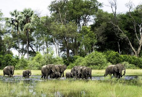 Okavango Delta, The Pride of Botswana