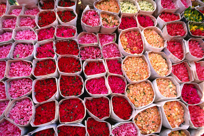 Enjoy Miles and Miles of Rose Beds at Morocco Rose Festival